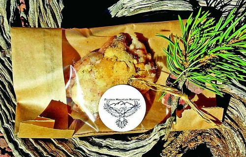 Gift Package 2oz size Pinyon Resin Pine Resin Sap Pinon Hand Picked AZ ...