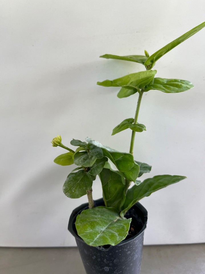 Grand Duke of Tuscany Jasmine ~ Pack of 3 ~ Jasminum Sambac ~ Live Plants | eBay