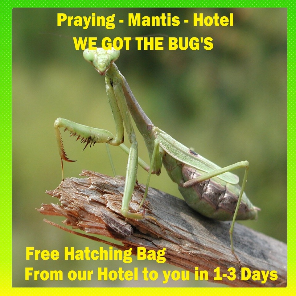 One Large Fresh Praying Mantis Egg Case with Clear 6x2x2 Hatching ...