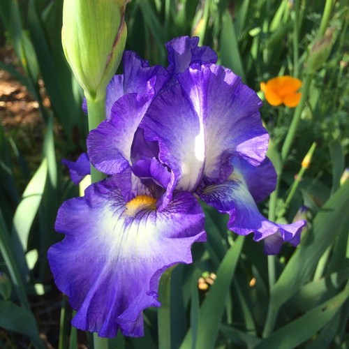Tall Bearded Iris Rhizome "TIME ZONE" Joseph Ghio 2002 AWARD WINNER! | eBay