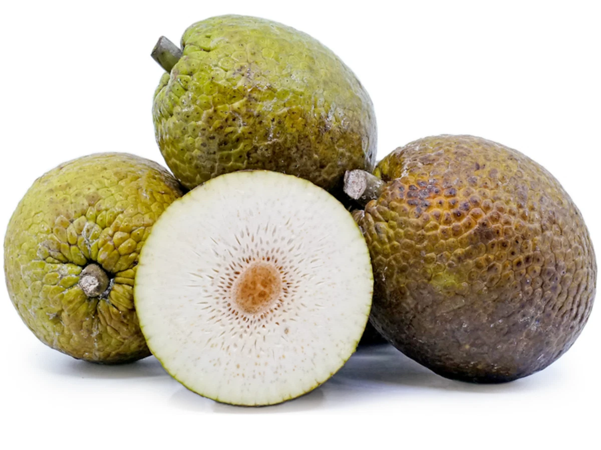 Breadfruit Tree Roots