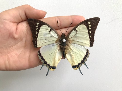 Taxidermy Butterfly Preserved Butterflies Collections Real Entomology ...
