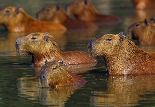 Art print POSTER Capybaras Swimming | eBay