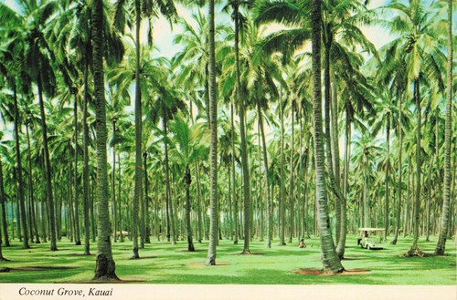 Kauai Hawaii Coconut Grove Coco Palms Resort VTG Continental Postcard ...