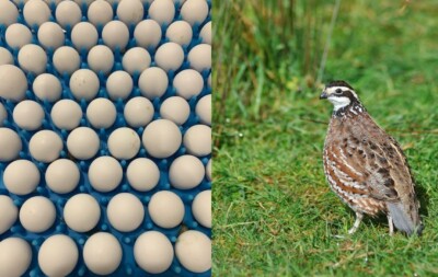 120+ Northern Bobwhite Quail Fertile Hatching Eggs! NPIP Cert - FREE ...