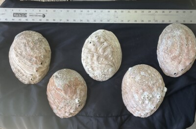 5 Piece 7" Lot Red Green Abalone Haliotis Rufescens Shell 50's 60’s ...