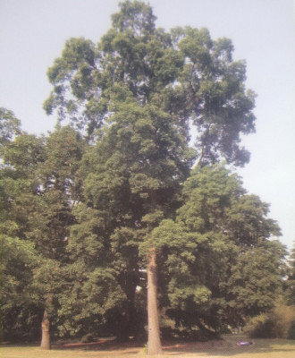 CHOCTAW PAPER SHELL PECAN TREE Shade Nut Trees Live Plant Pecans Nuts ...