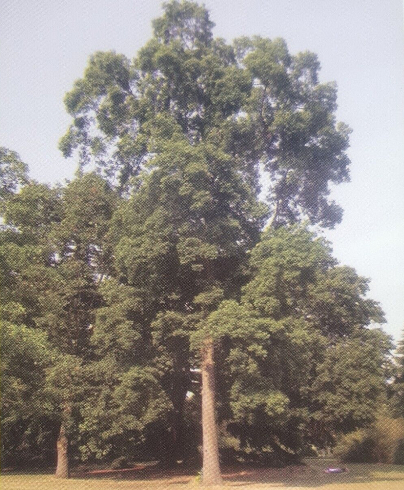 MAHAN PAPER SHELL PECAN TREE Shade Nut Trees Live Plant Pecans Nuts ...