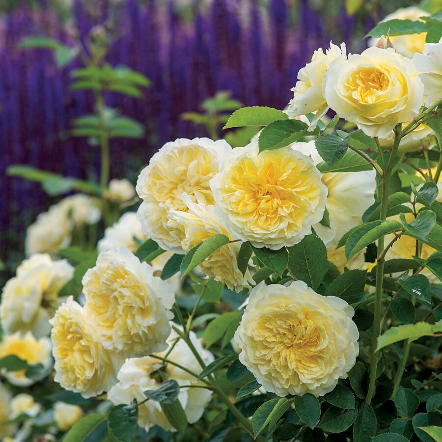 20pcs Yellow Climbing Rose Seeds - Rare Non-GMO Heirloom Variety for ...