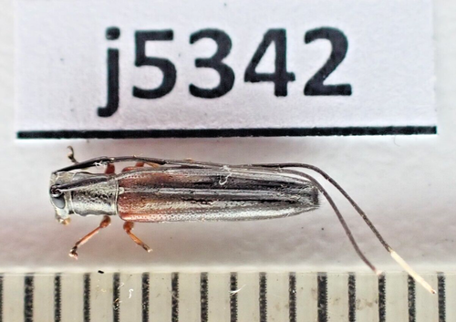 j5342. Insects, Cerambycidae sp. Vietnam, Lam Dong. A2 | eBay