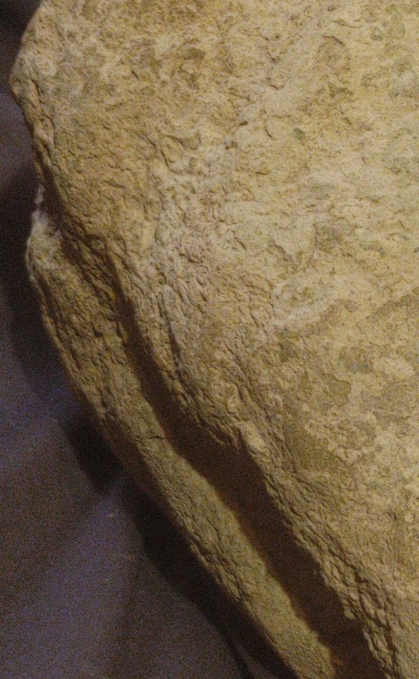 Real Dinosaur Head Fossil Intact With Skin (Scales) Preserved One Of A ...