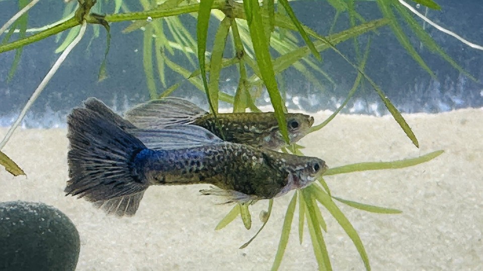 Aquarium Sand Substrate Tan Color Fine Grit 25LBS | eBay