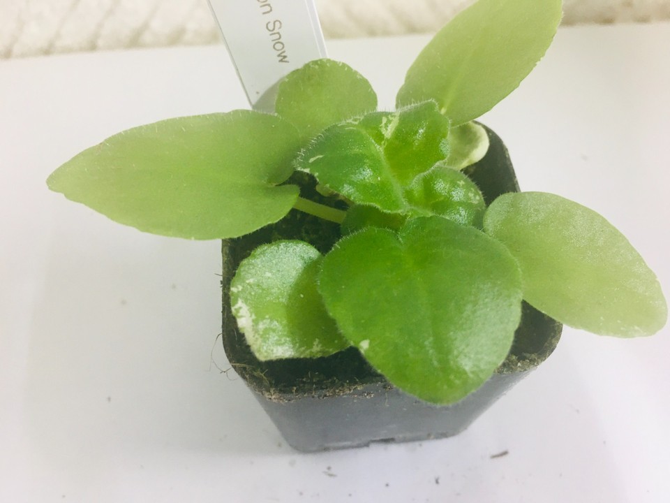 Watermelon Snow African Violet Starter Plant | eBay