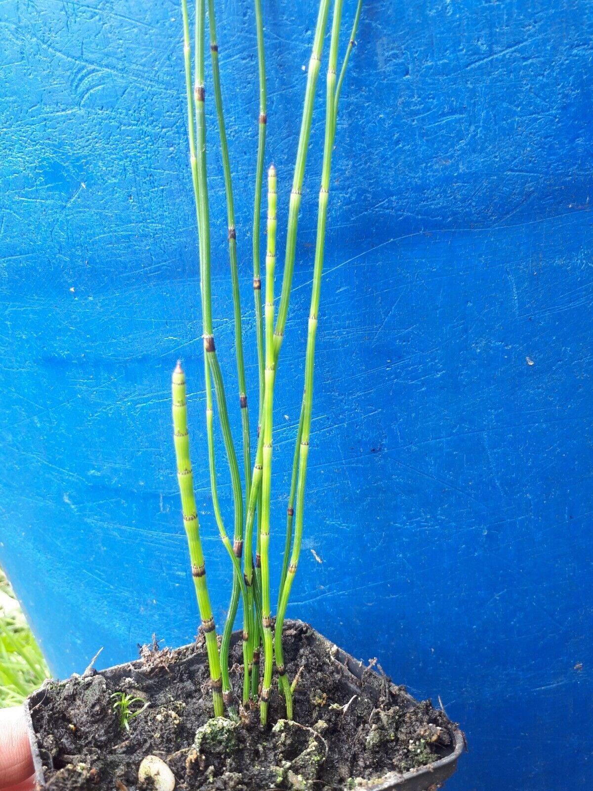 Various pond marginal bog plants oxygenating Iris water mint cress ...