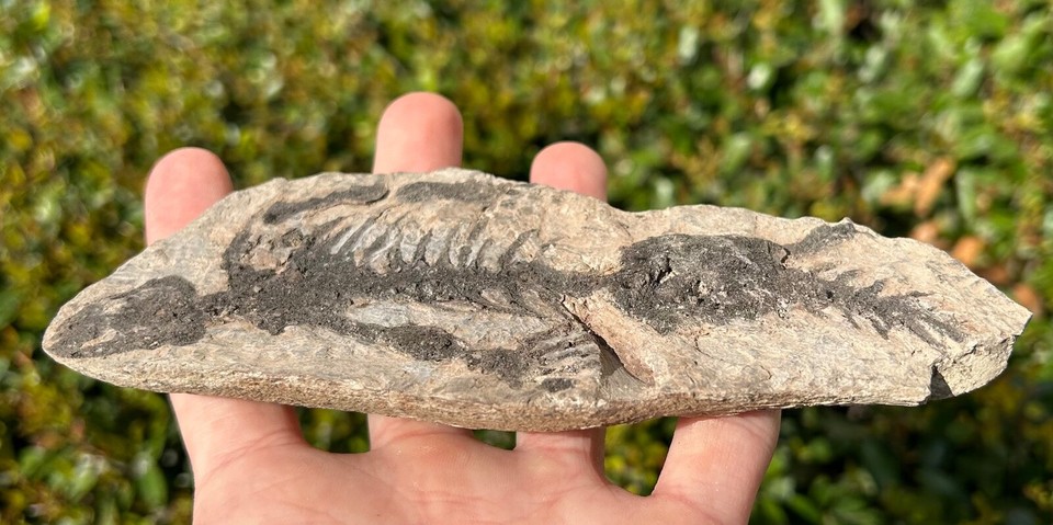 RARE Barasaurus Skeleton Madagascar Fossil Late Permian Reptile ...