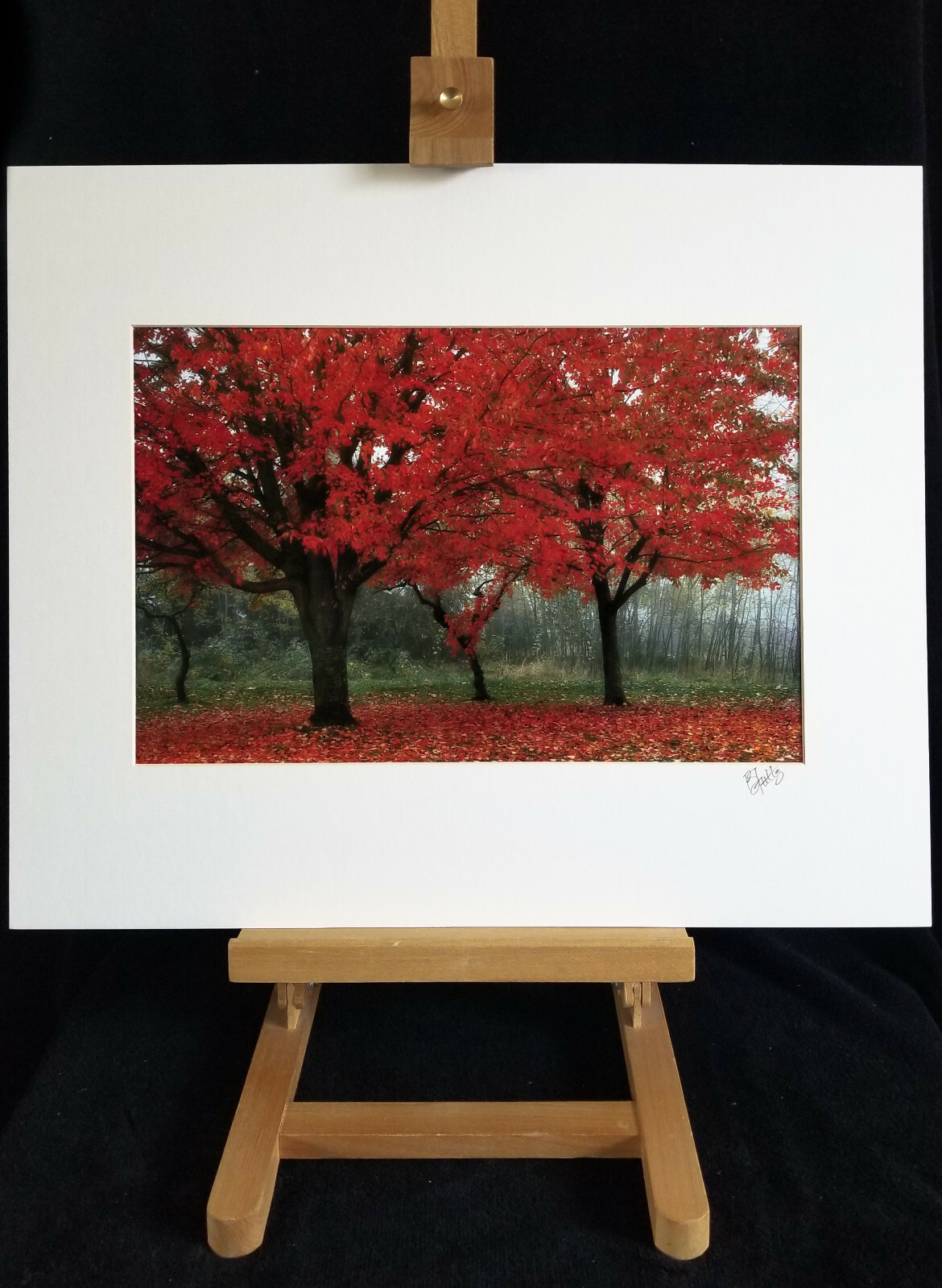 Fall Trees Photography 14 x 11" Color Image Seattle Park Matted Signed ...