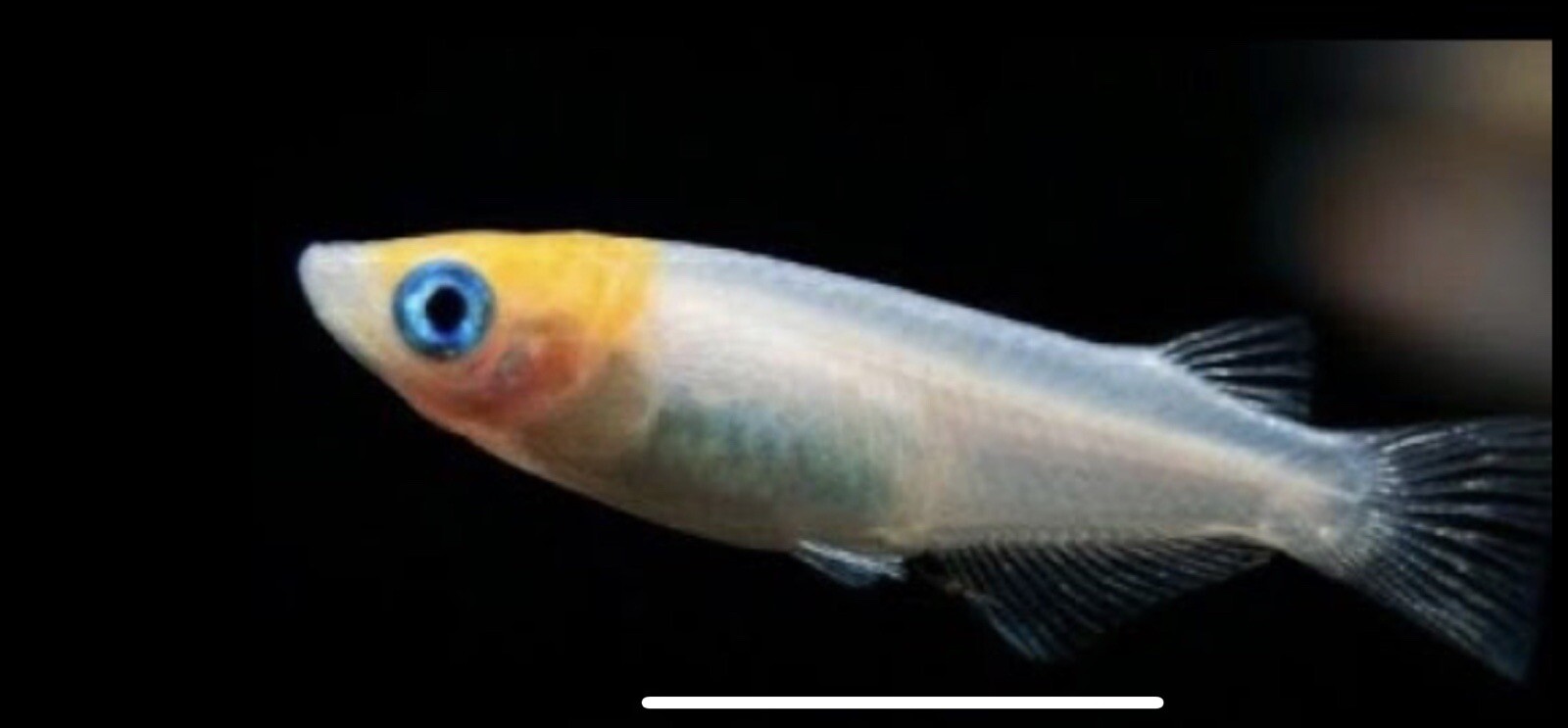 Killifish for sale >> killi.co.uk