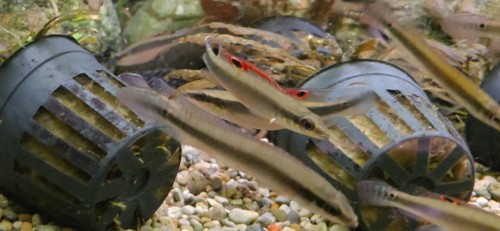 1 Dwarf Pike Cichlid (Wallaciia notophthalmus) (Adult) These guys are ...