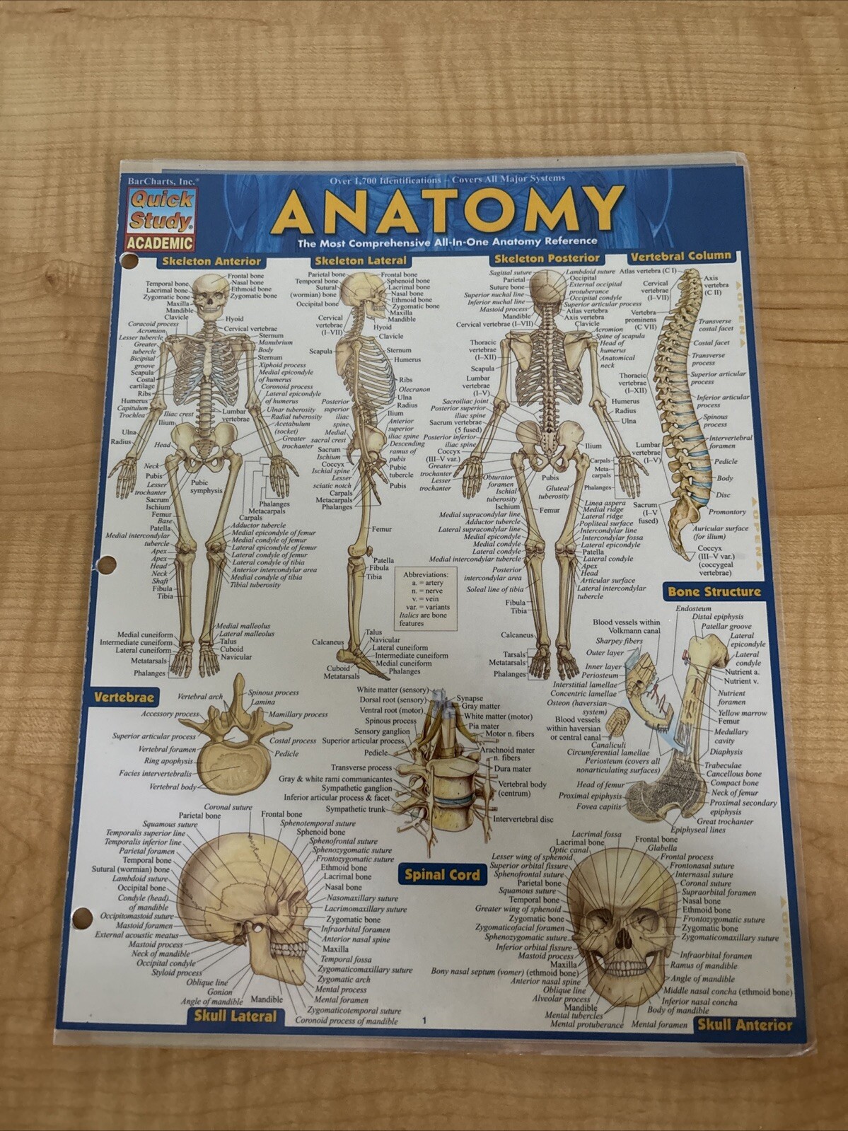 NEW QuickStudy | Anatomy Laminated Tri-Fold Study Guide ~ FAST FREE ...