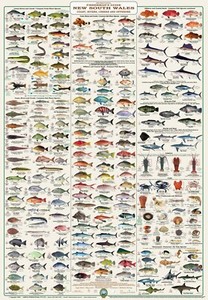 Australian Fish Identification - Fisherman's Guide NSW - LAMINATED ...