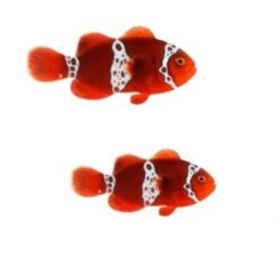 2-Pack Lightning Maroon Clownfish Live Captive Bred Saltwater Tank Fish ...