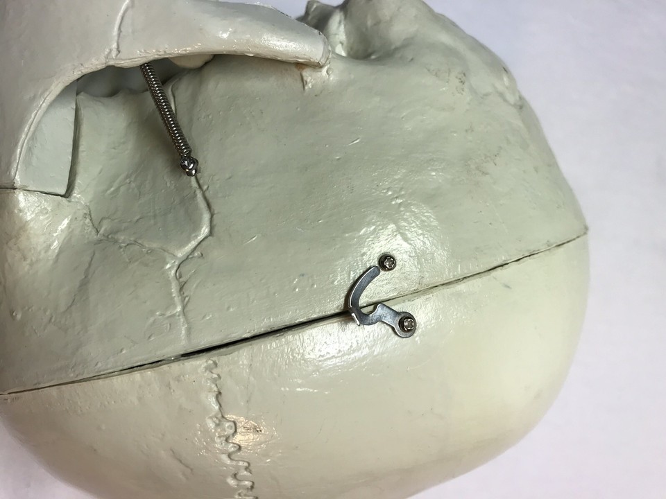 Anatomical Skull Model Educational Life Size Removeable Teeth Hinge Jaw ...