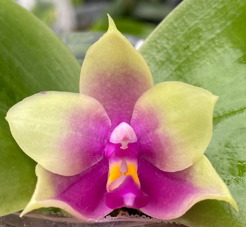 Original Orchid Phal Phalaenopsis Freya's Blue Origin x LL Blue Pie ...
