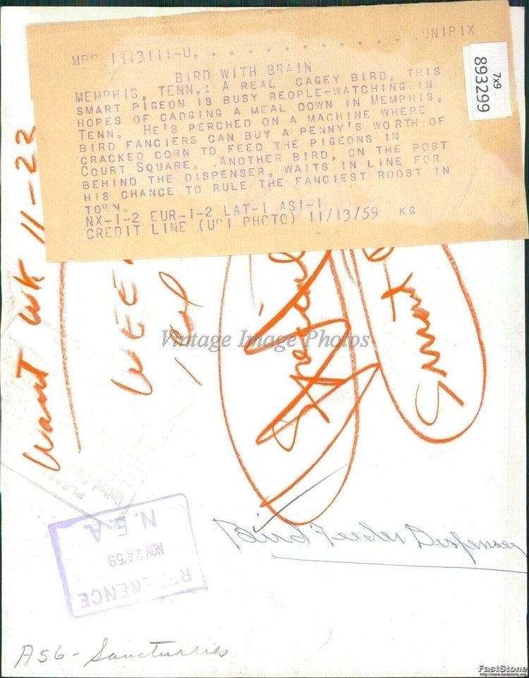 1959 Photo Brainy Pigeon Stakes Out Bird Feed Dispenser, Memphis Tn ...