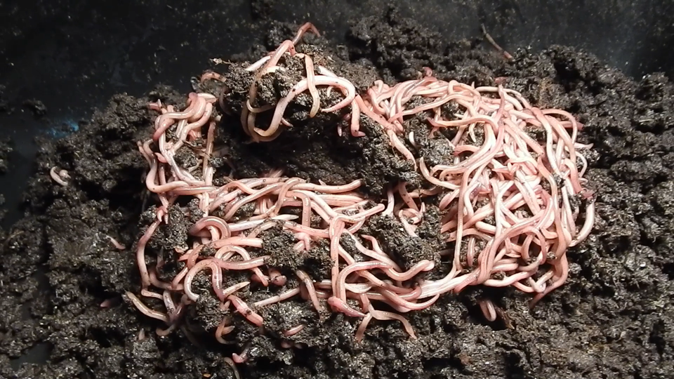 🐛Red Wiggler Compost Worms / Live / Ready Now / Fast Shipping🐛 | eBay