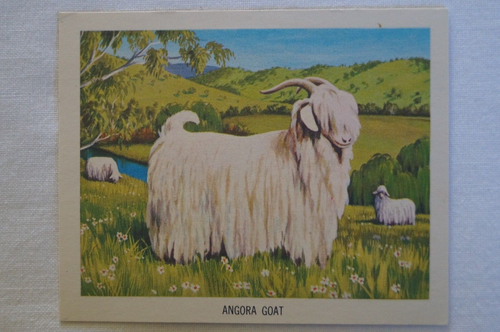 Australia's Animal Wealth Vintage 1968 Nabisco Card Angora Goat | eBay