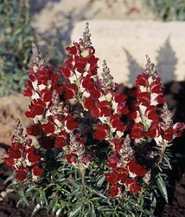 Snapdragon Snappy Night and Day 1,000 seeds | eBay