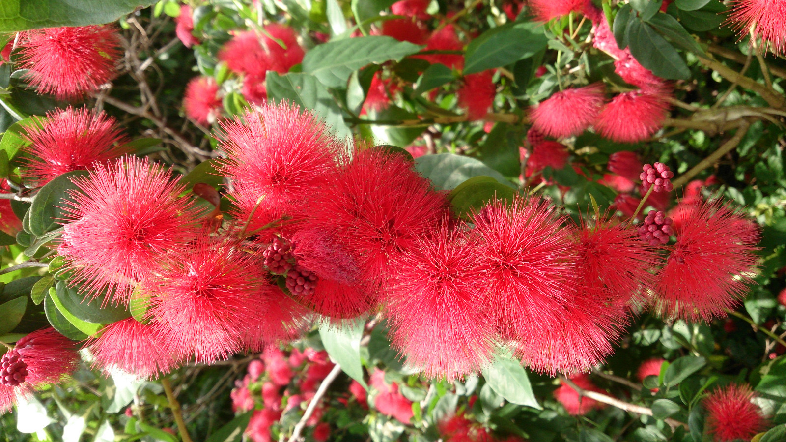 Excuisite Pom Pom Plant Seeds Calliandra Haematocephala Powder Puff ...