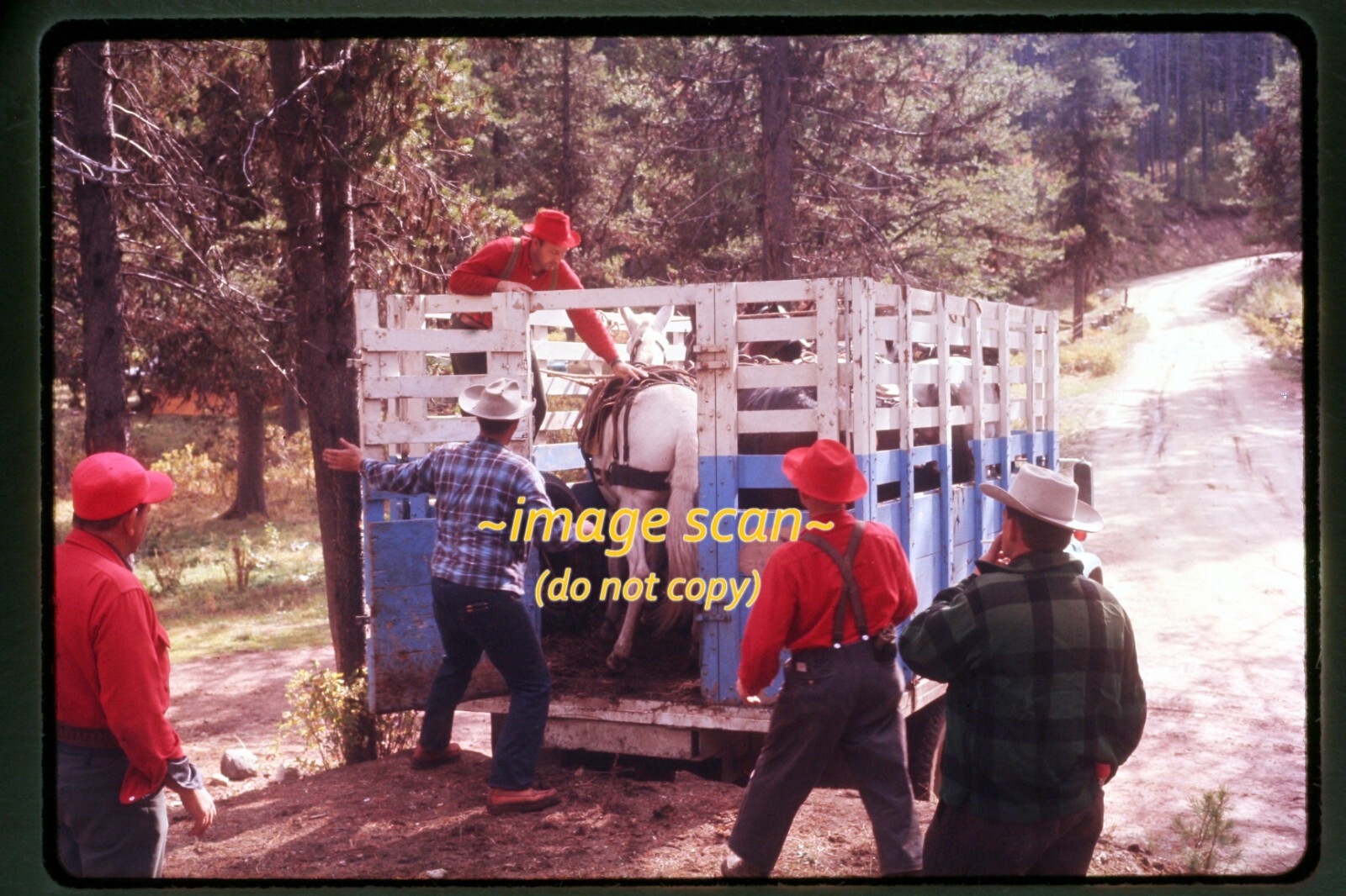 Elk Hunter Men loading Mules on Truck in 1969, Original Slide aa 23-12b ...
