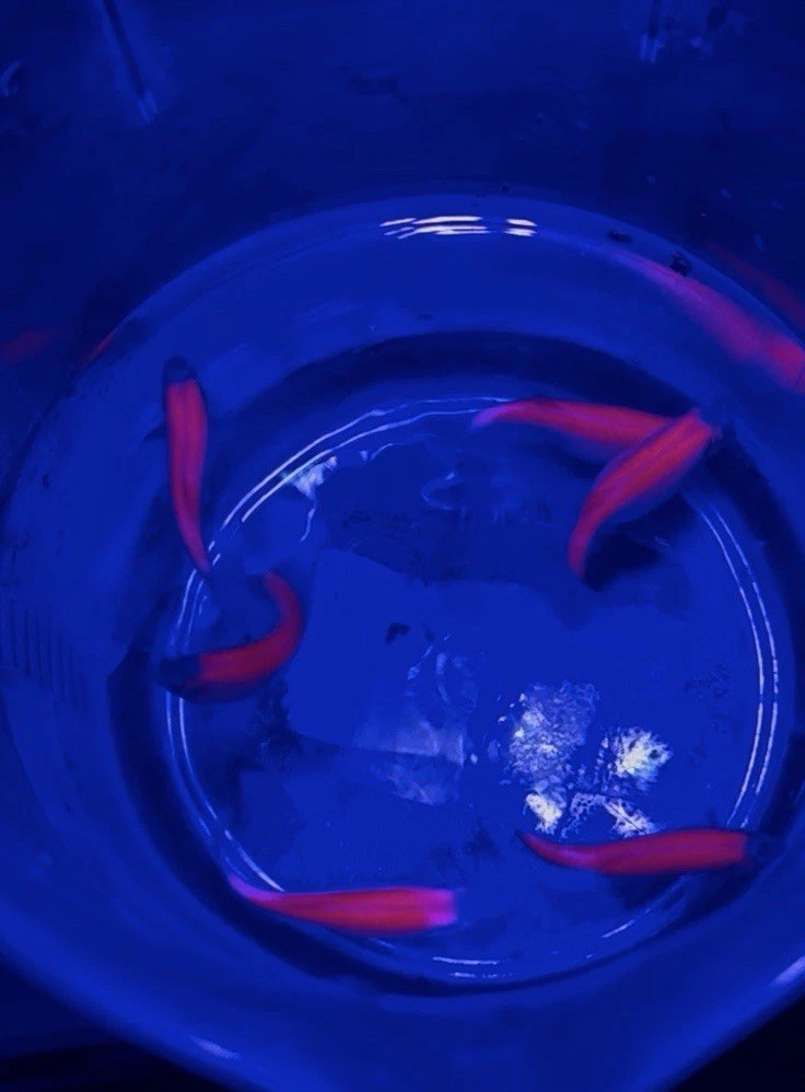 Starfire Red Zebra Danio 6 Pack | eBay