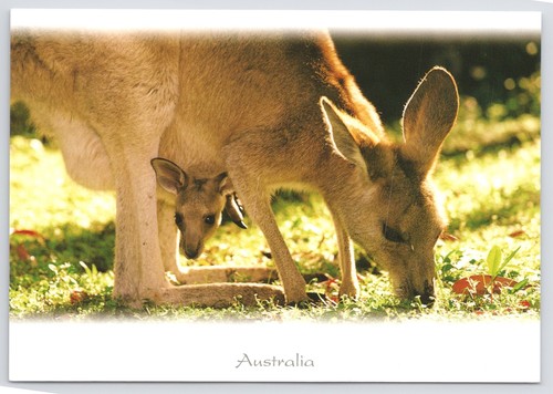 Animal~Eastern Grey Kangaroo Doe With Her Young Joey~Australia ...
