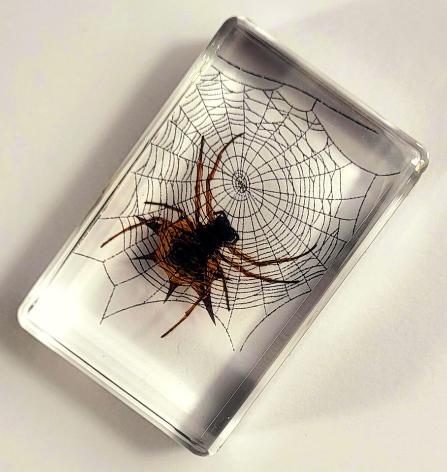 44mm Real Spiny Spider on Web in Clear Lucite Resin Insect Scenery ...