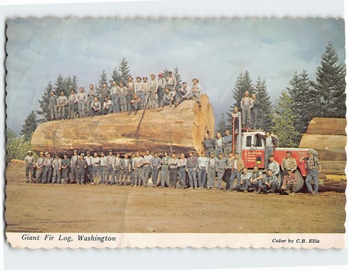 Postcard Giant Fir Log & Logging Crew Washington USA | eBay