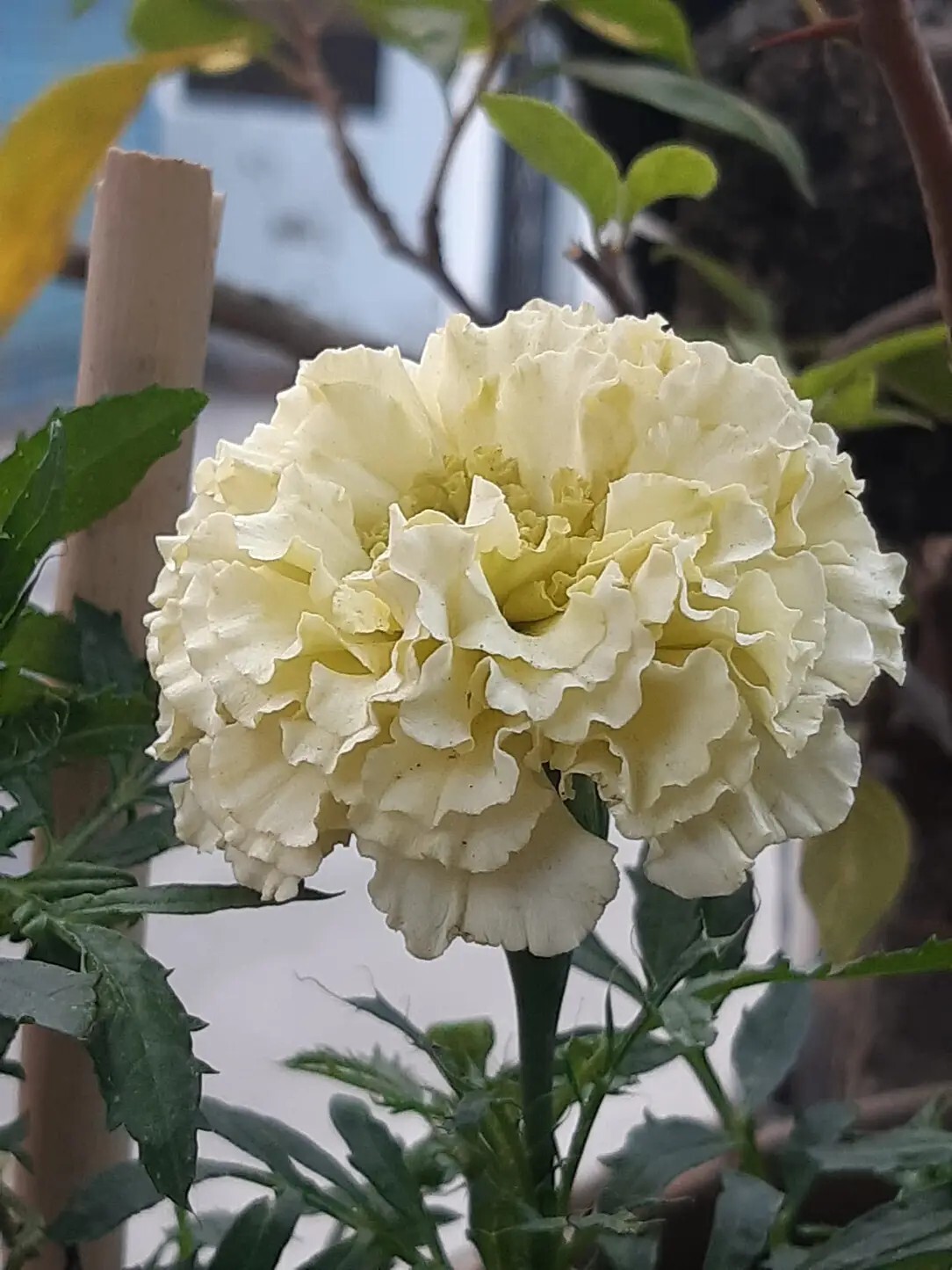 30 African Marigold MOONLIGHT Seeds Large Pale Yellow Flowers Dwarf 18 ...