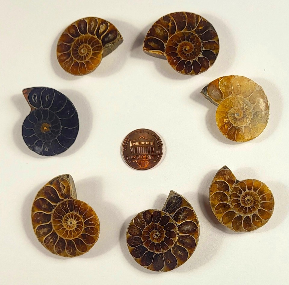 32mm Half Ammonite Spiral Fossil Shell Natural Fossilized Ammolite ...