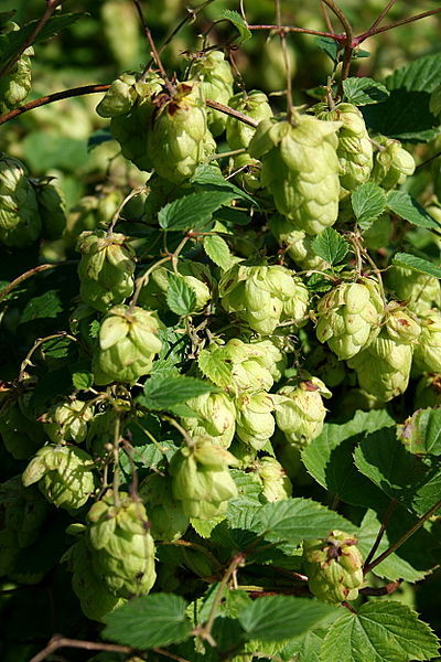 25 COMMON HOPS European Humulus Lupulus Vine Seeds Beer Making ...