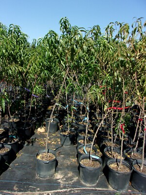 JUNE PRINCE PEACH 4-6 FT TREE PLANT SWEET JUICY PEACHES FRUIT TREES ...