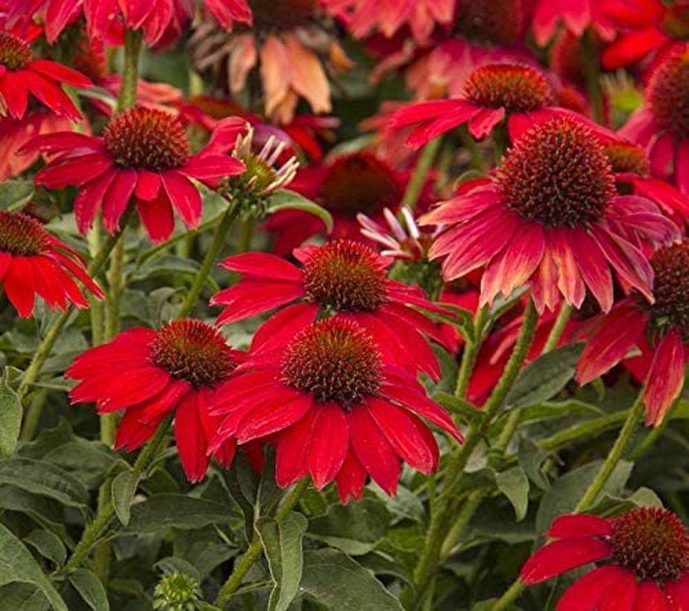 Red Coneflower Echinacea | Proven Winners