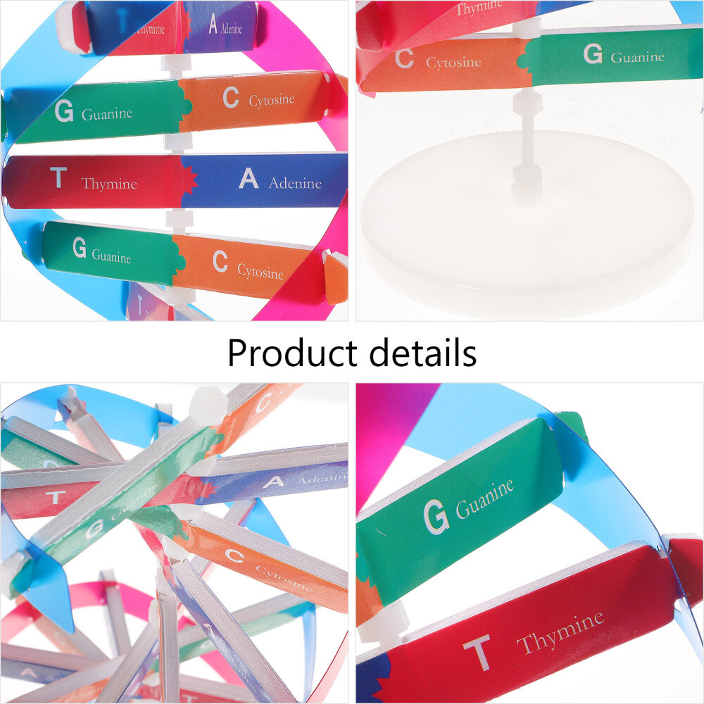 Double Helix Genes DNA Model Science Toy for Education | eBay