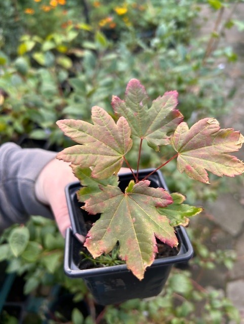 Vine maple tree saplings, maple, acer, garden tree | eBay UK