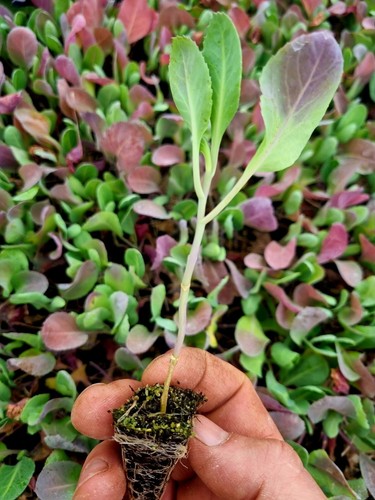 Mixed Pack Cabbage Plug Plants "Grow Your Own" Vegetables 'Ready to ...