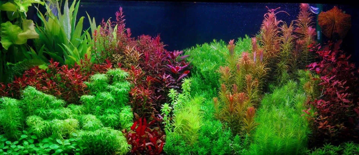 Colorful Freshwater Aquarium Plants
