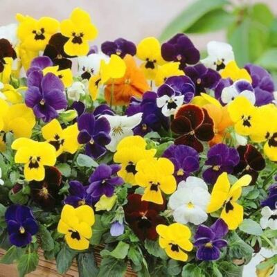 MINI PANSY FLOWER SEEDS Flower Garden Ideal for Bedding and Containers ...
