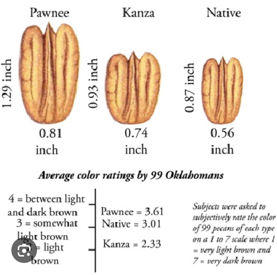 Freshest 2024 Oklahoma Pawnee Paper-Shell Pecans 2 Lbs. Shell-Free ...