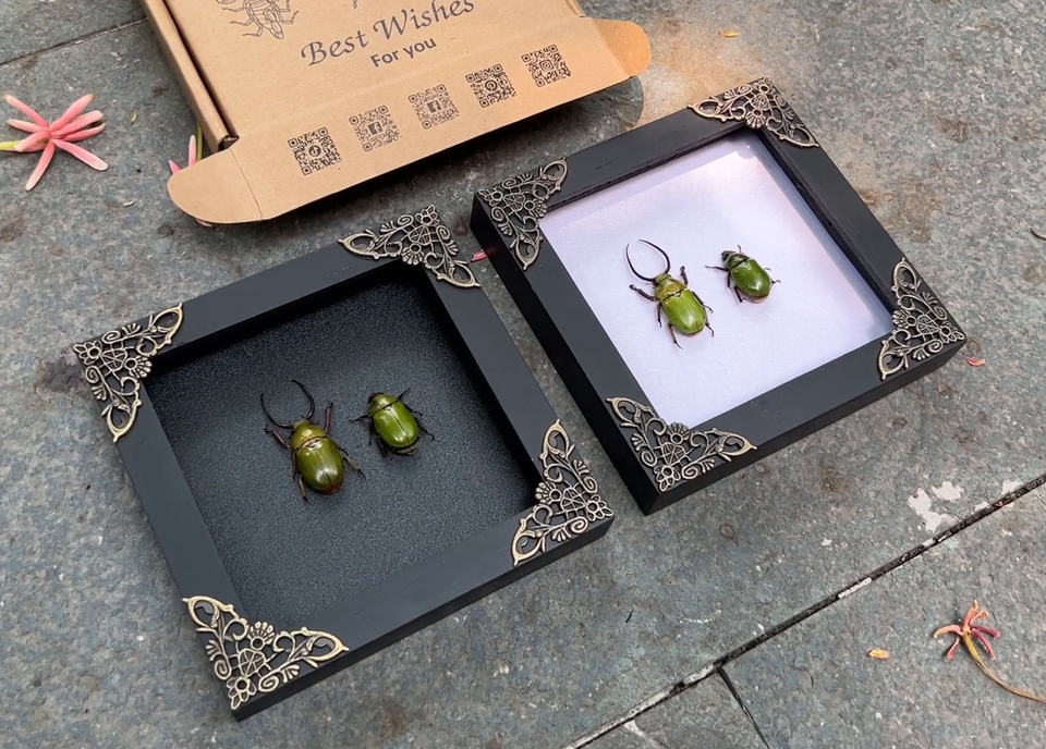 Real Framed Dried Pair Green Beetle Shadow Box Insect Taxidermy Art ...