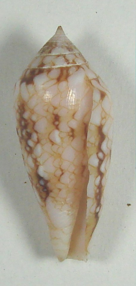 CONUS LEGATUS 27.10mm SUPER CHOICE RARE SPECIMEN Sulu Sea, Southern ...